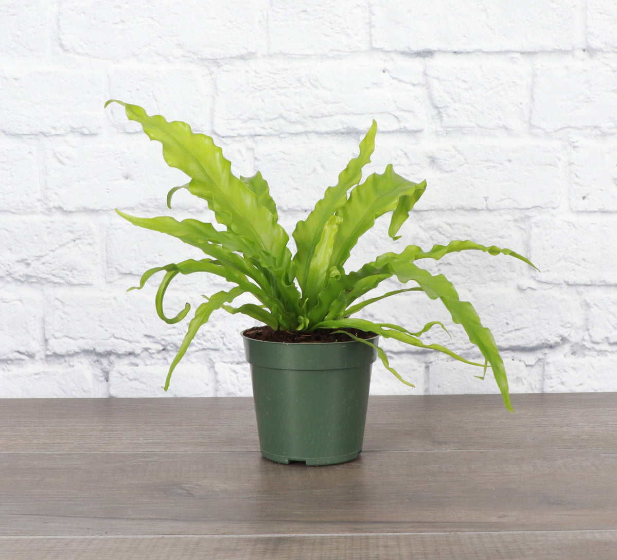 Thorsen's Greenhouse - Victoria Bird's-Nest Fern - Live Plant: 4" Pot ...