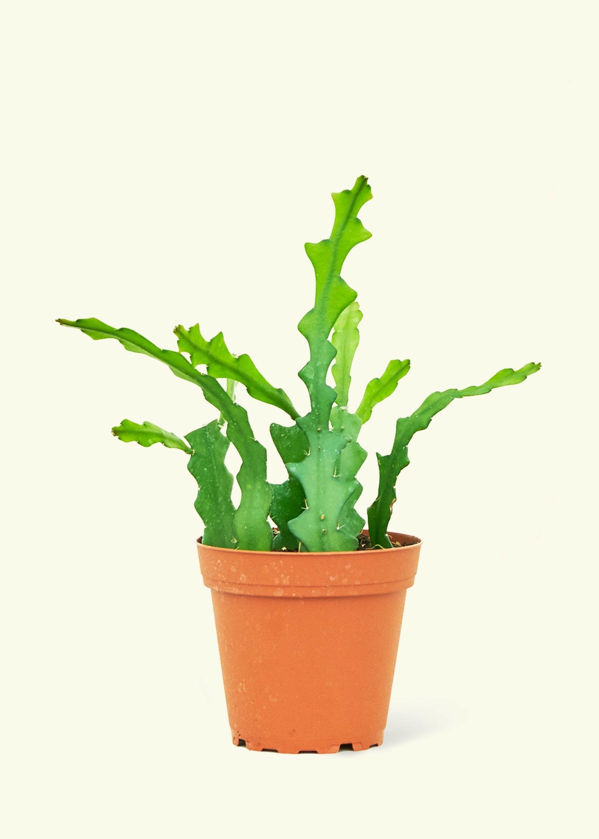 Rooted | Potted Plants - Fishbone Cactus — Athens Cooks